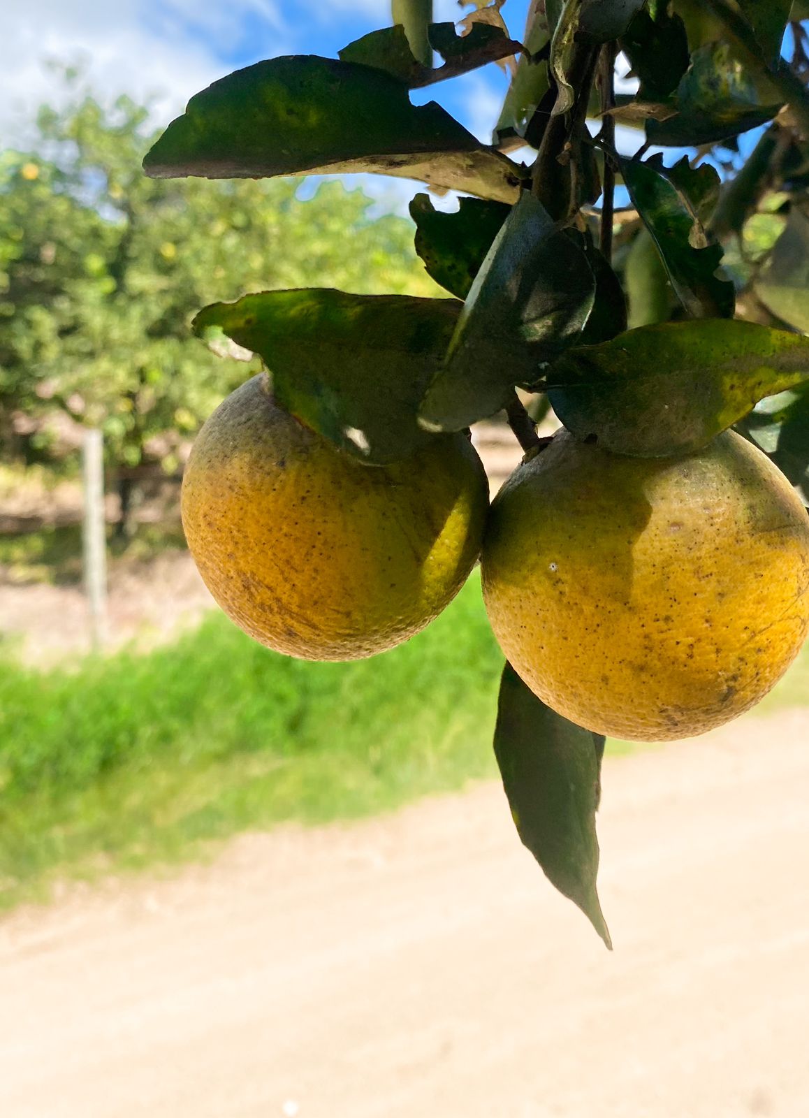 Tanguá luta por reconhecimento federal como a Capital Nacional da ...